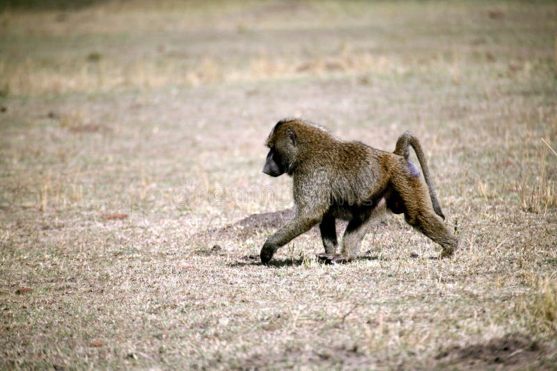 Babbuino (Kenia) fotografia stock. Immagine di cespuglio - 4296206
