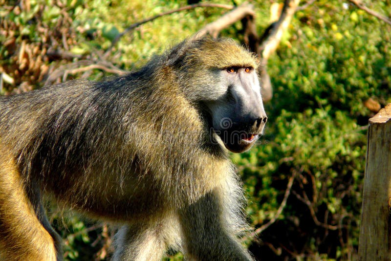 Babbuino Nel Botswana, Africa Immagine Stock - Immagine di animali ...