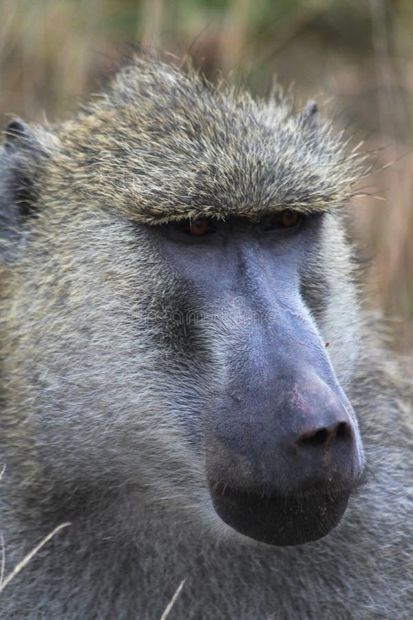 Babbuino Safari Kenya Capo- Immagine Stock - Immagine di tanzania ...