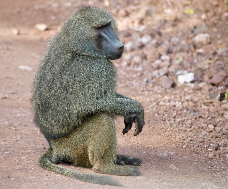 Babbuino Verde Oliva Maschio Immagine Stock - Immagine di affettuoso ...