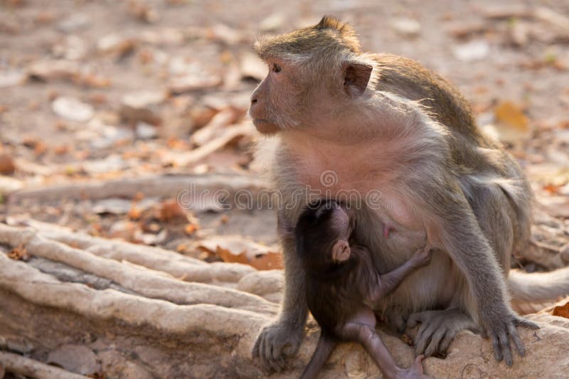 Babby Monkey and Momma stock image. Image of mammals - 299657447