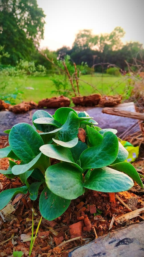 Babby sheed of cucumber stock image. Image of sheed - 181297299