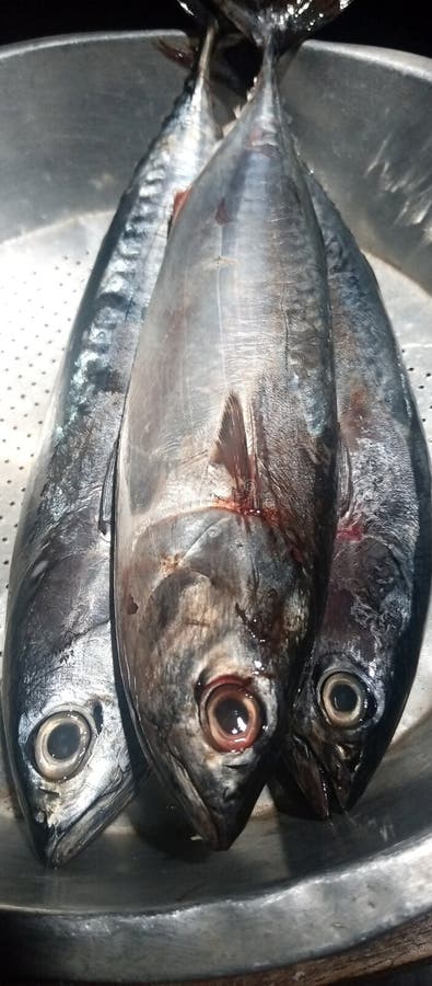 Babby Tuna Frigate Tuna Seafish Saltwaterfish , Three Tuna at the ...