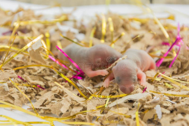 Babe mice stock photo. Image of baby, birth, pack, pink - 69973400
