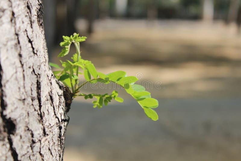 The babe tree stock image. Image of seed, seeding, little - 85846931