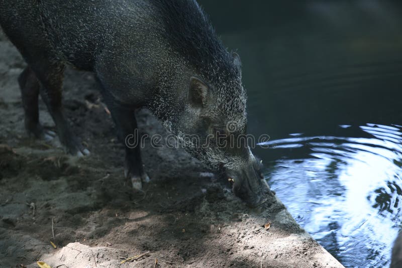 Babi celeng or Wild boar stock photo. Image of majestic - 165285272