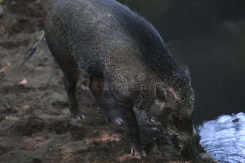 Babi celeng or Wild boar stock photo. Image of dangerous - 165285386