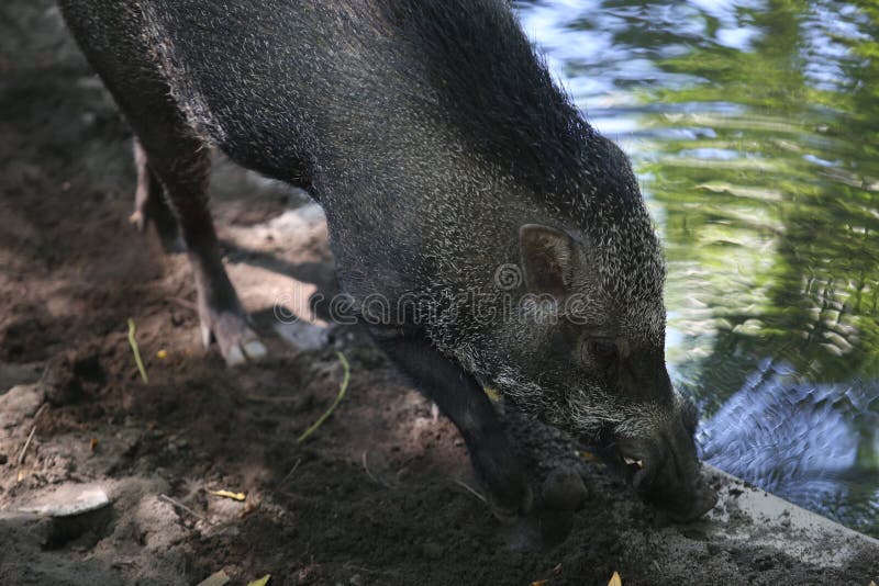 Babi celeng or Wild boar stock photo. Image of majestic - 165285272