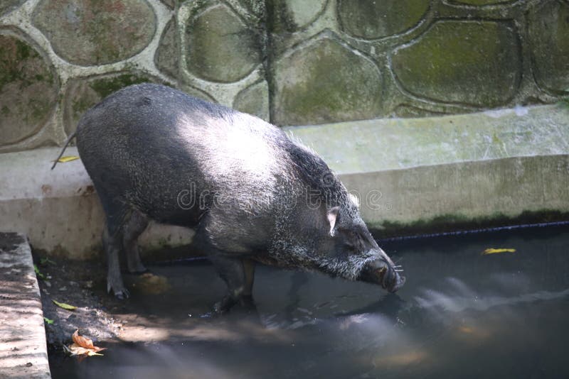 Babi celeng or Wild boar stock photo. Image of majestic - 165285272