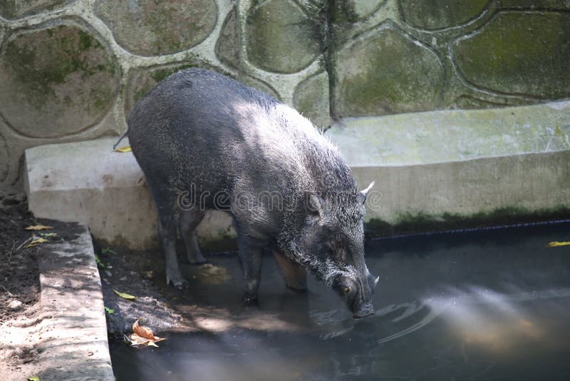 Babi celeng or Wild boar stock photo. Image of majestic - 165285272