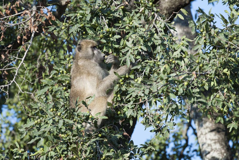 Babian fotografering för bildbyråer. Bild av frukter - 34684605