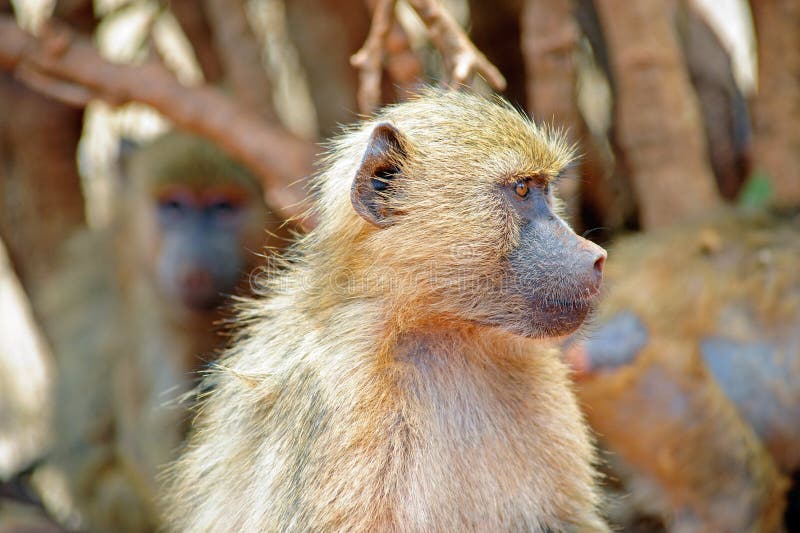 Babian fotografering för bildbyråer. Bild av djurliv - 34711287