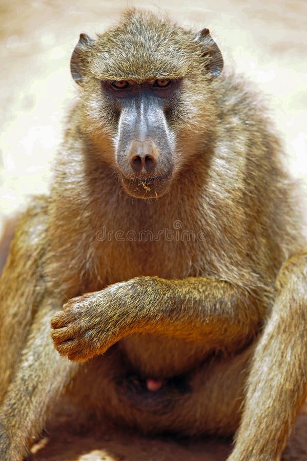 Babian arkivfoto. Bild av kenya, natur, safari, vildmark - 35624708