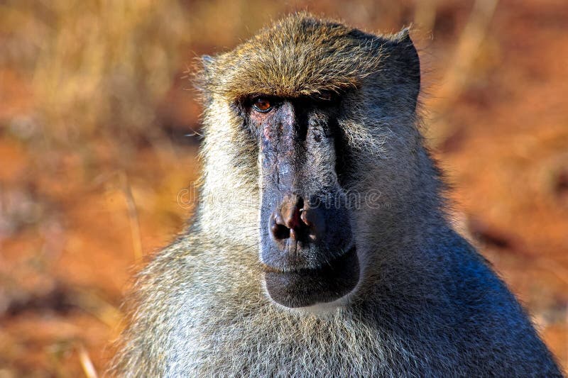 Babian arkivfoto. Bild av kenya, natur, safari, vildmark - 35624708