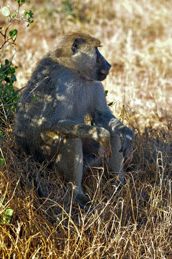 Babian fotografering för bildbyråer. Bild av vild, vildmark - 34816193