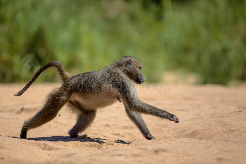 Babian I Den Kruger Nationalparken Arkivfoto - Bild av stridighet ...
