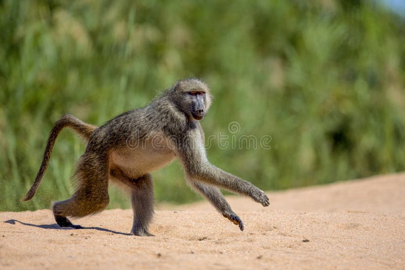 Babian I Den Kruger Nationalparken Arkivfoto - Bild av stridighet ...