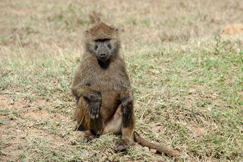 Babian I Nationalpark Av Kenya Arkivfoto - Bild av medf8ort, afrika ...