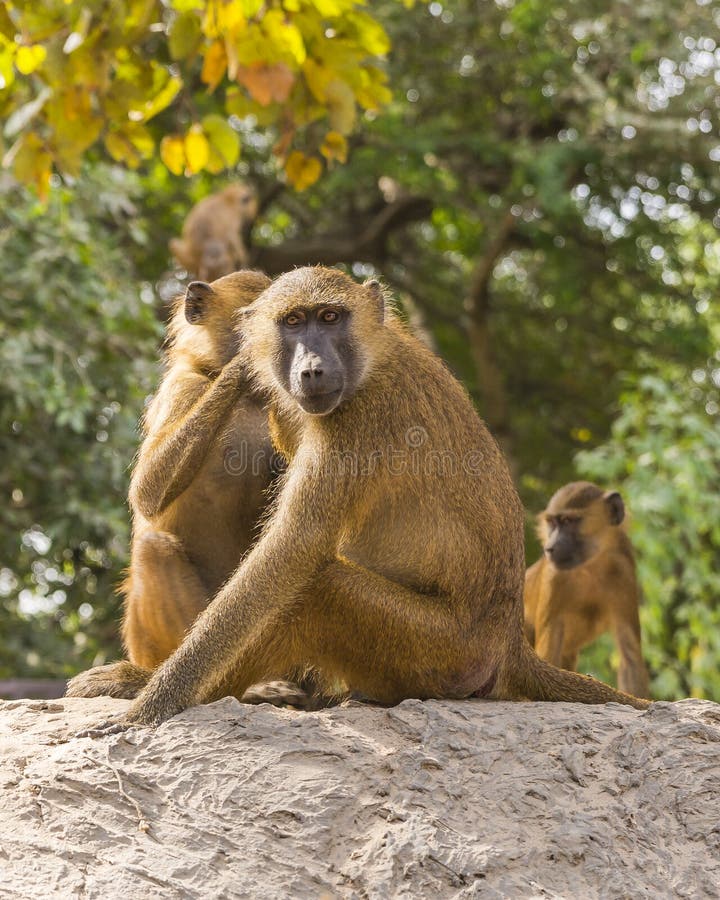 Babianer fotografering för bildbyråer. Bild av manlig - 37474723