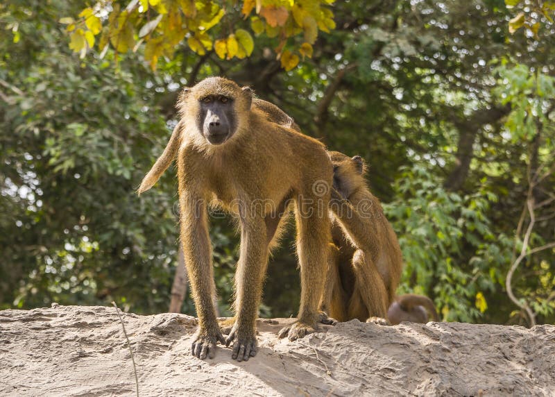 Babianer fotografering för bildbyråer. Bild av manlig - 37474723