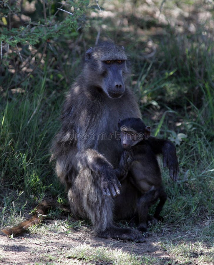 Babianer i Sydafrika fotografering för bildbyråer. Bild av bebis ...