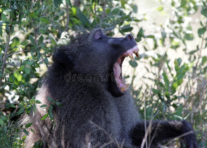 Babianer i Sydafrika fotografering för bildbyråer. Bild av bebis ...