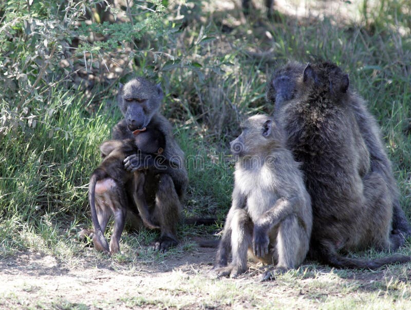 Babianer i Sydafrika fotografering för bildbyråer. Bild av bebis ...