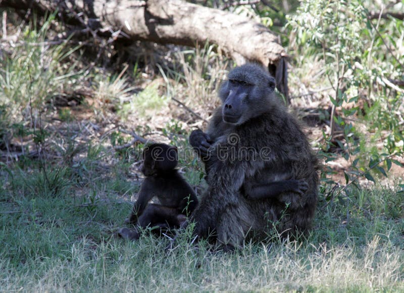Babianer i Sydafrika fotografering för bildbyråer. Bild av bebis ...