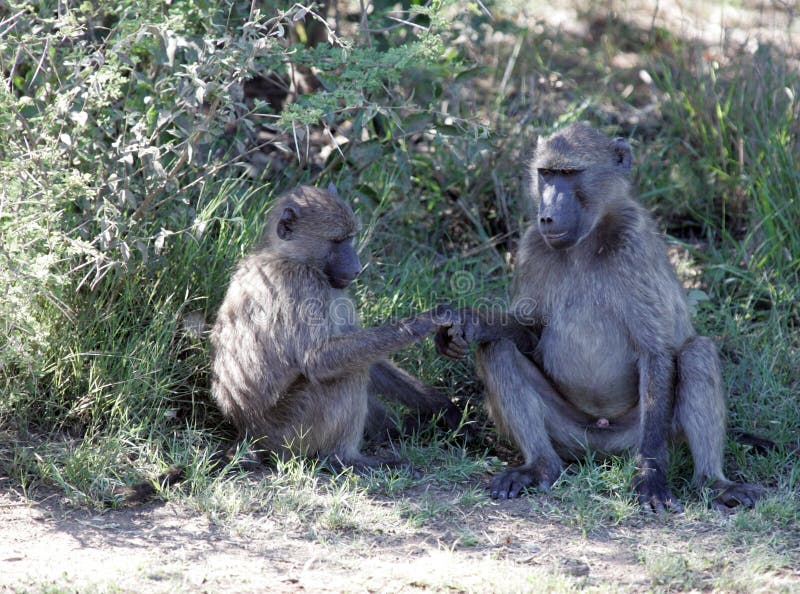 Babianer i Sydafrika fotografering för bildbyråer. Bild av bebis ...