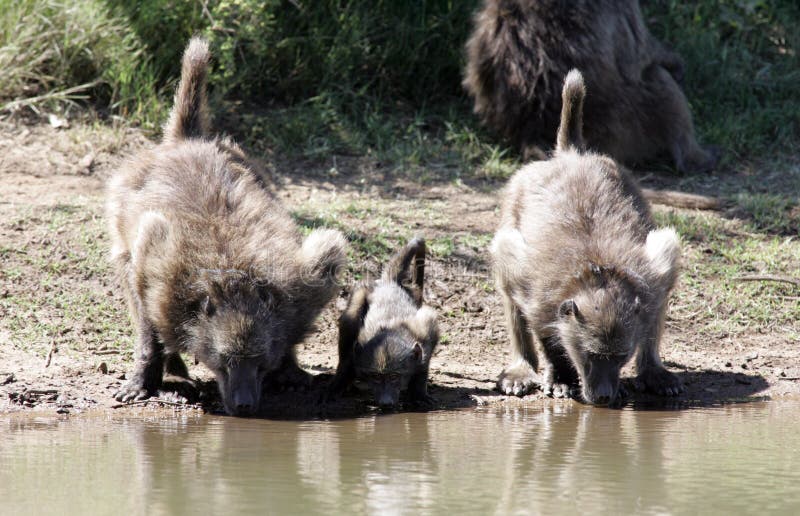 Babianer i Sydafrika fotografering för bildbyråer. Bild av bebis ...