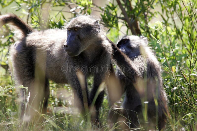 Babianer i Sydafrika fotografering för bildbyråer. Bild av bebis ...