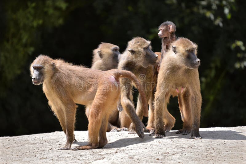 Babianer och barn arkivfoto. Bild av framdel, framsida - 43661650