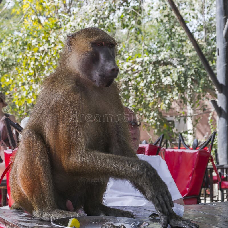 Babianer fotografering för bildbyråer. Bild av manlig - 37474723