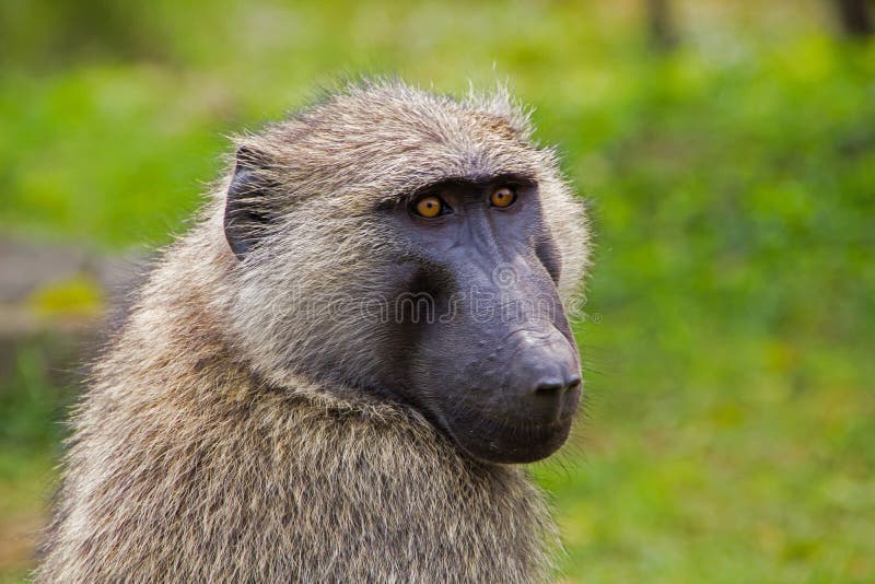 Babian - Tarangire Nationalpark - Djurlivreserv I Tanzania, Arkivfoto ...
