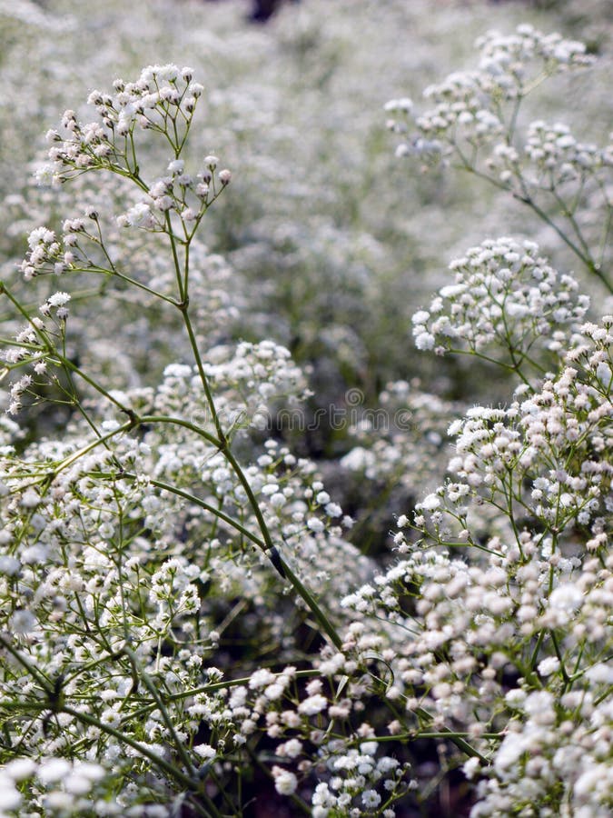Babies Breath stock image. Image of flower, beautiful - 28227951