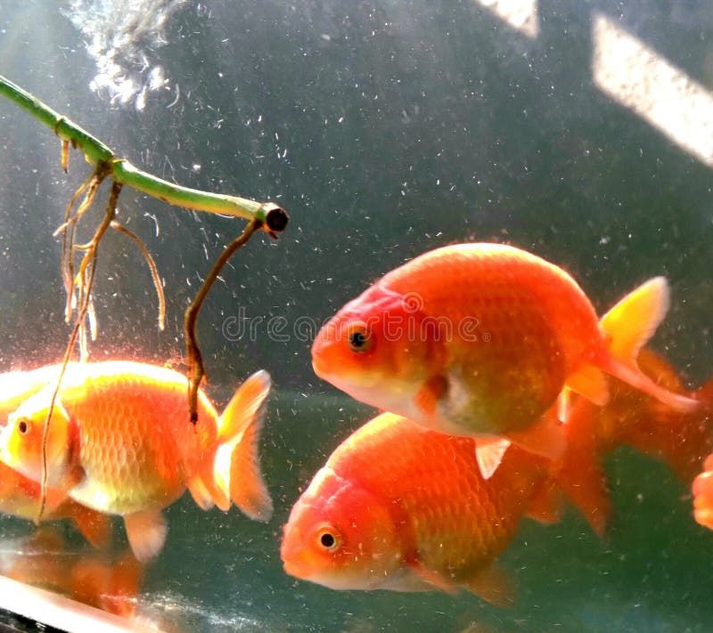 The Babies Fish of Ranchu Goldfish Stock Photo - Image of fish, ranchu ...