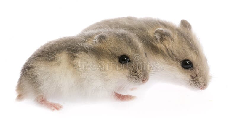 Hamster babies 6 stock photo. Image of macro, white, animals - 5000146