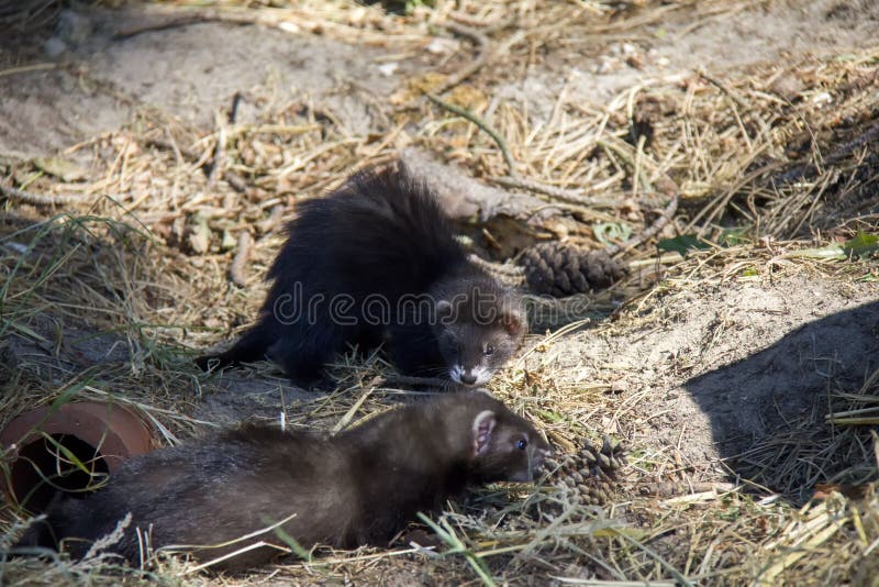 Babies of polecat. stock image. Image of wild, white - 123852369