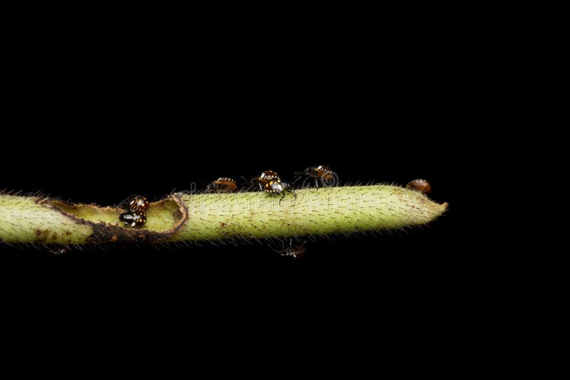 Babies of Rice Ear Bug, Leptocorisa Oratoria, Satara, Mahrashtra Stock ...