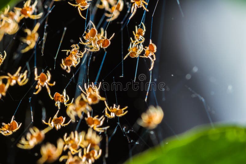 Babies spider stock image. Image of closeup, hair, nature - 34808775