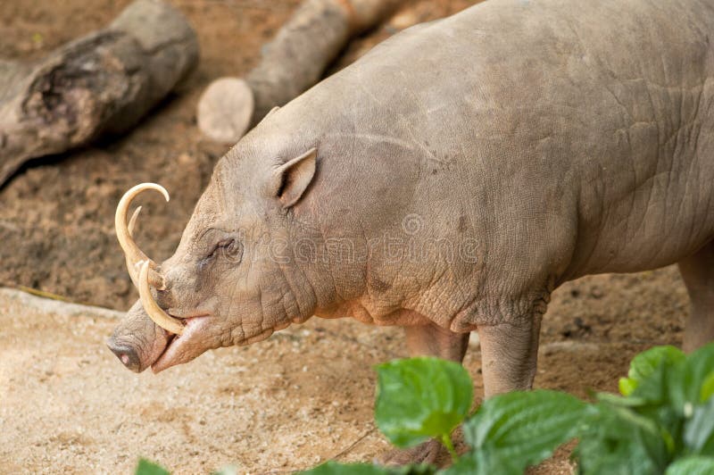 Babirusa stock image. Image of babirusa, babyrussa, grass - 31490377