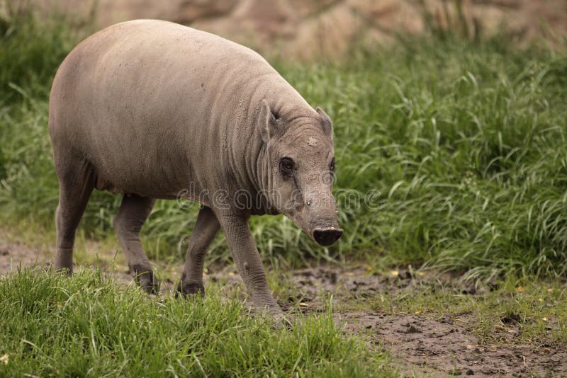 Babirusa stock image. Image of babirusa, babyrussa, grass - 31490377