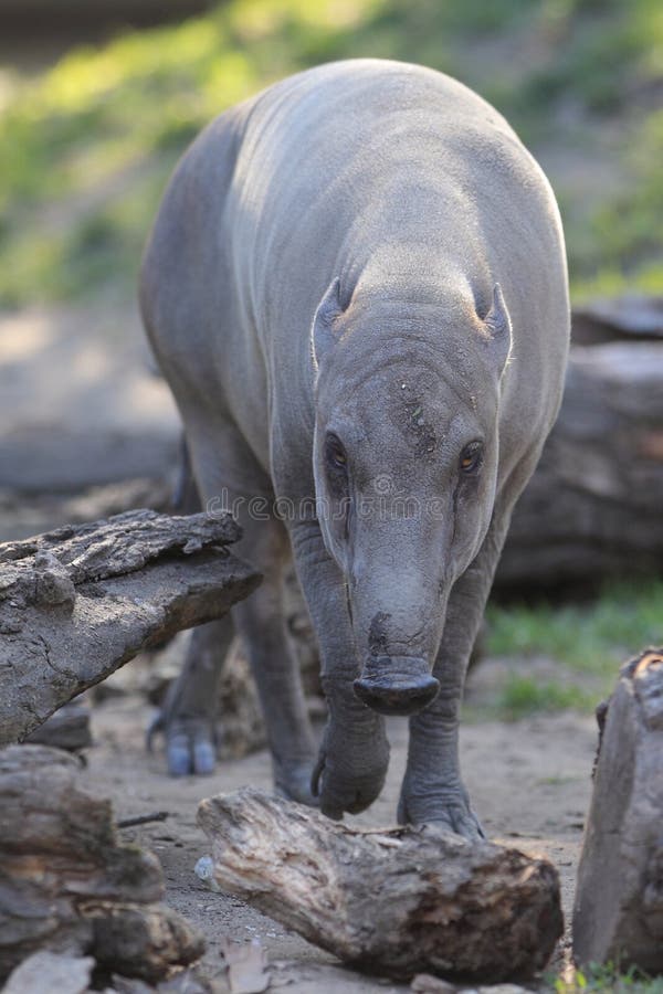 Babirusa stock image. Image of babirusa, babyrussa, grass - 31490377
