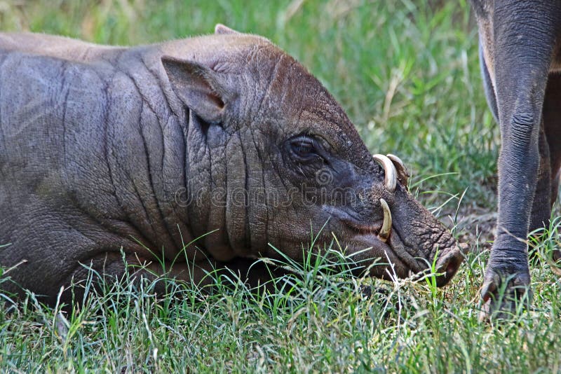 176 Cerdo Con Los Colmillos Fotos de stock - Fotos libres de regalías ...