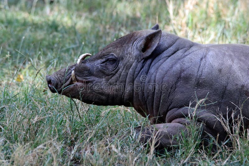 176 Cerdo Con Los Colmillos Fotos de stock - Fotos libres de regalías ...
