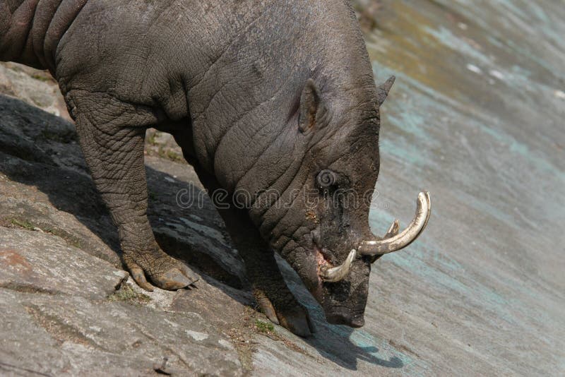 Babirusa stock image. Image of mammal, fang, chordata - 12675549