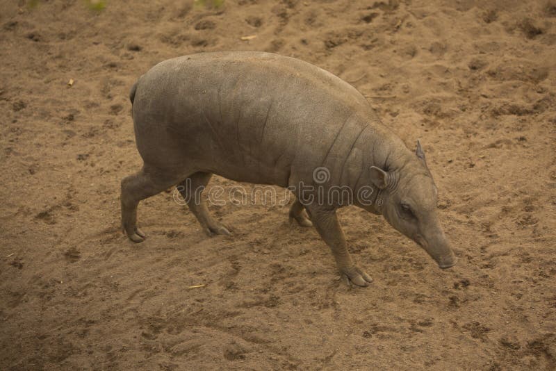 Babirusa, Deer-pigs Babyrousa Babyrussa. Stock Image - Image of pigdeer ...