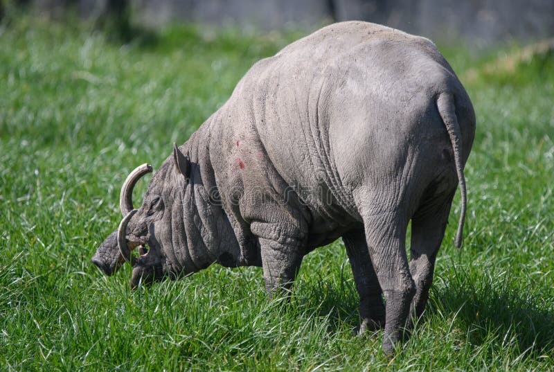 Babirusa eating stock photo. Image of endanger, hunter - 16411402