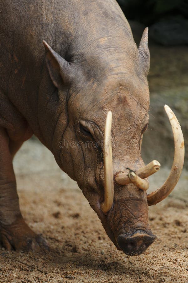 Babirusa stock image. Image of unclean, mouth, boar, horn - 30496059