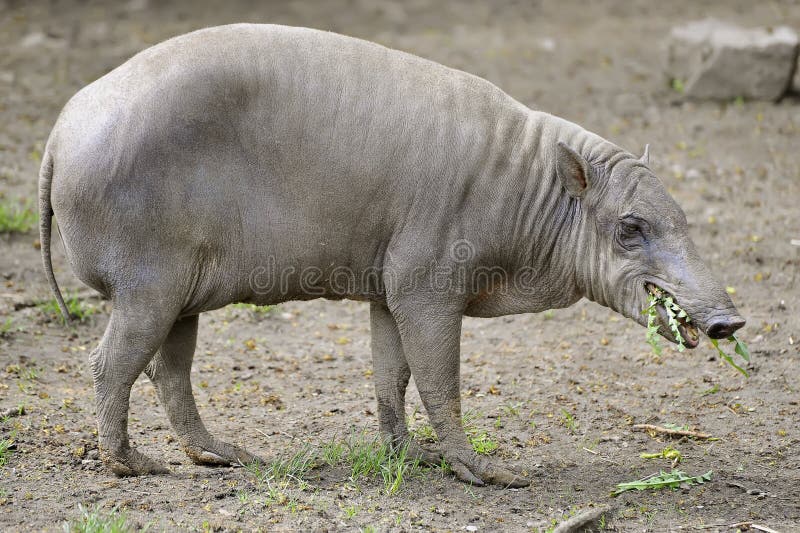 Babirusa - pig stock photo. Image of fanny, indonesian - 14210984